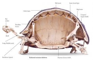 Turtle Without Shell: Can a Turtle Live Without a Shell?