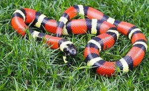 10 Small Pet Snakes That Stay Small Forever (With Pictures)