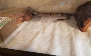 Scale Rot Ball Python: Causes & DIY Treatment (Vet Approved)