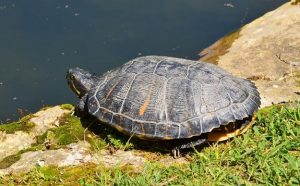 Turtle Without Shell: Can a Turtle Live Without a Shell?