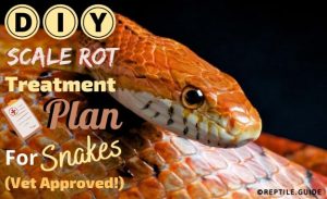 Scale Rot Ball Python: Causes & DIY Treatment (Vet Approved)