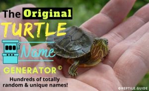 The ORIGINAL Turtle Name Generator: Discover Your Pet's Perfect Name!