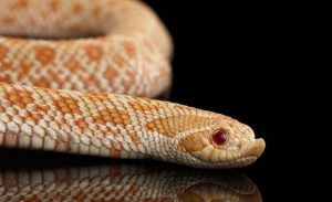 15 Best Pet Snakes for Beginners (With Pictures!)