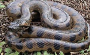 8 Snakes That Give Live Birth Like Mammals & Why (With Pictures!)