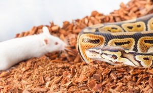 Ball Python Care Sheet: Your Top Questions Answered (Must Read!)