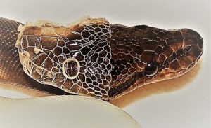 Ball Python Care Sheet: Your Top Questions Answered (Must Read!)