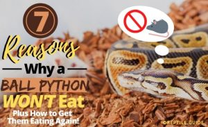 Ball Python Not Eating? Here're 7 Reasons & Fast Treatment