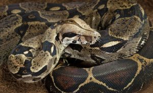 8 Snakes That Give Live Birth Like Mammals & Why (With Pictures!)