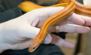 Snake Poop: Everything You NEED to Know & When to Seek Help