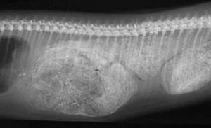 Snake Poop: Everything You NEED to Know & When to Seek Help