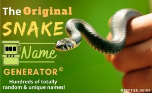 The ORIGINAL Snake Name Generator: Discover Your Pet's Perfect Name