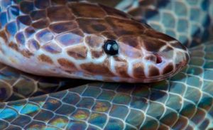 10 Small Pet Snakes That Stay Small Forever (With Pictures)