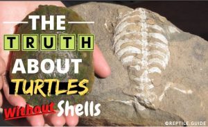 Turtle Without Shell: Can a Turtle Live Without a Shell?