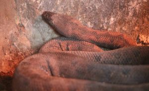 10 Small Pet Snakes That Stay Small Forever (With Pictures)