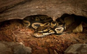 6 Best Ball Python Substrates for Your Pet (& 5 to Avoid!)