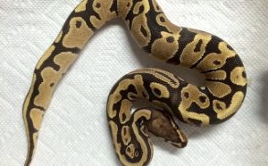 6 Best Ball Python Substrates for Your Pet (& 5 to Avoid!)