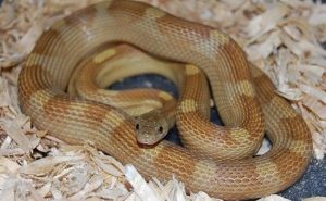 30+ Beautiful Corn Snake Morphs & Colors (With Pictures)