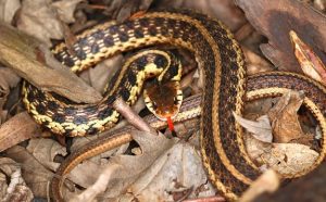 How Much Do Snakes Cost? Here's What the Pet Stores WON'T Tell You...