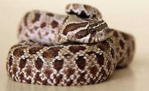 How Much Do Snakes Cost? Here's What the Pet Stores WON'T Tell You...