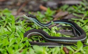 How Much Do Snakes Cost? Here's What the Pet Stores WON'T Tell You...