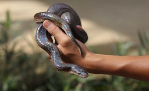 How Much Do Snakes Cost? Here's What the Pet Stores WON'T Tell You...