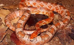 30+ Beautiful Corn Snake Morphs & Colors (With Pictures)