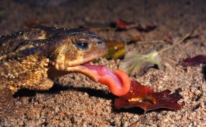 What Toads Eat In the Wild & Captivity: Expert Food List & Diet Guide