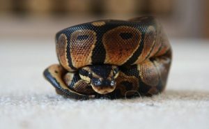9 Irrefutable Reasons Why Ball Pythons Make Good Pets