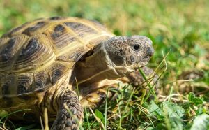 Russian Tortoise Care: Habitat, Enclosure, Diet, and More!