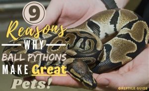 9 Irrefutable Reasons Why Ball Pythons Make Good Pets