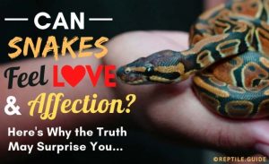 Can Snakes Feel Love? Here's Why the Answer ISN'T Black & White...