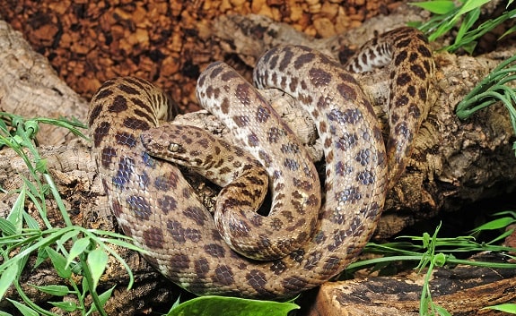10 Best Pet Snakes for Beginners to Own & Enjoy (with Pictures!)