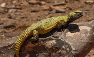 16 Best Pet Lizards for Beginners (Easy to Take Care Of)