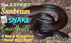 Pet Sunbeam Snake Care Guide: Habitat, Size, Lifespan, & More