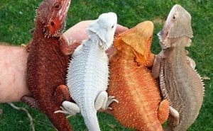 22 Types of Bearded Dragon Morphs & Colors (With Pictures!)