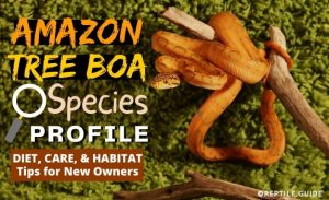 Amazon Tree Boa Morph: Care, Habitat, and Diet Guide