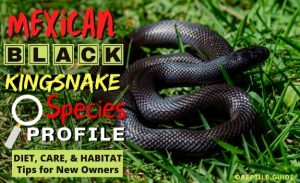 Mexican Black Kingsnake Care & Species Profile: The Right Pet for YOU?