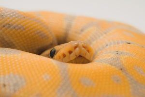 Banana Ball Python Morph Care: Facts, Size, Diet & More
