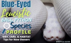 Blue Eyed Lucy Ball Python Care Sheet for New Owners