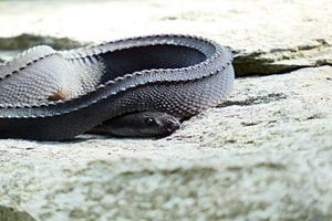 Dragon Snake Care, Diet, & Habitat Advice for New Owners