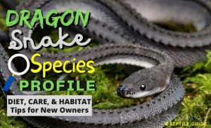 Dragon Snake Care, Diet, & Habitat Advice for New Owners