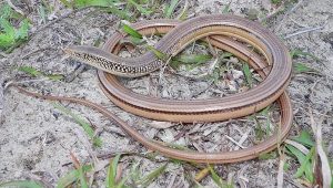 Florida Lizards: 15 Most Common Lizards in Florida