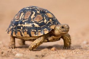 10 BEST Pet Tortoises for Beginners (With Pictures!)