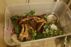 Kenyan Sand Boa Care, Habitat, & Diet Guide for New Owners