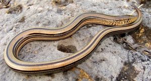 Florida Lizards: 15 Most Common Lizards in Florida