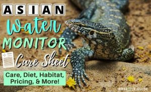 Asian Water Monitor Care, Diet, Habitat Setup & More for Beginners