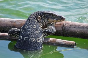 Asian Water Monitor Care, Diet, Habitat Setup & More for Beginners