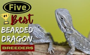 5 Best Bearded Dragon Breeders: Here's Who to Trust in 2021