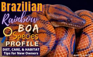Brazilian Rainbow Boa 101: Care, Habitat & Diet for Beginners