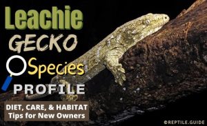 Leachie Gecko Care Guide: Diet, Tank Size, Lifespan & More
